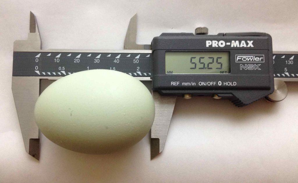 Chicken s First Egg Measurements Chicken s First Egg Measurements